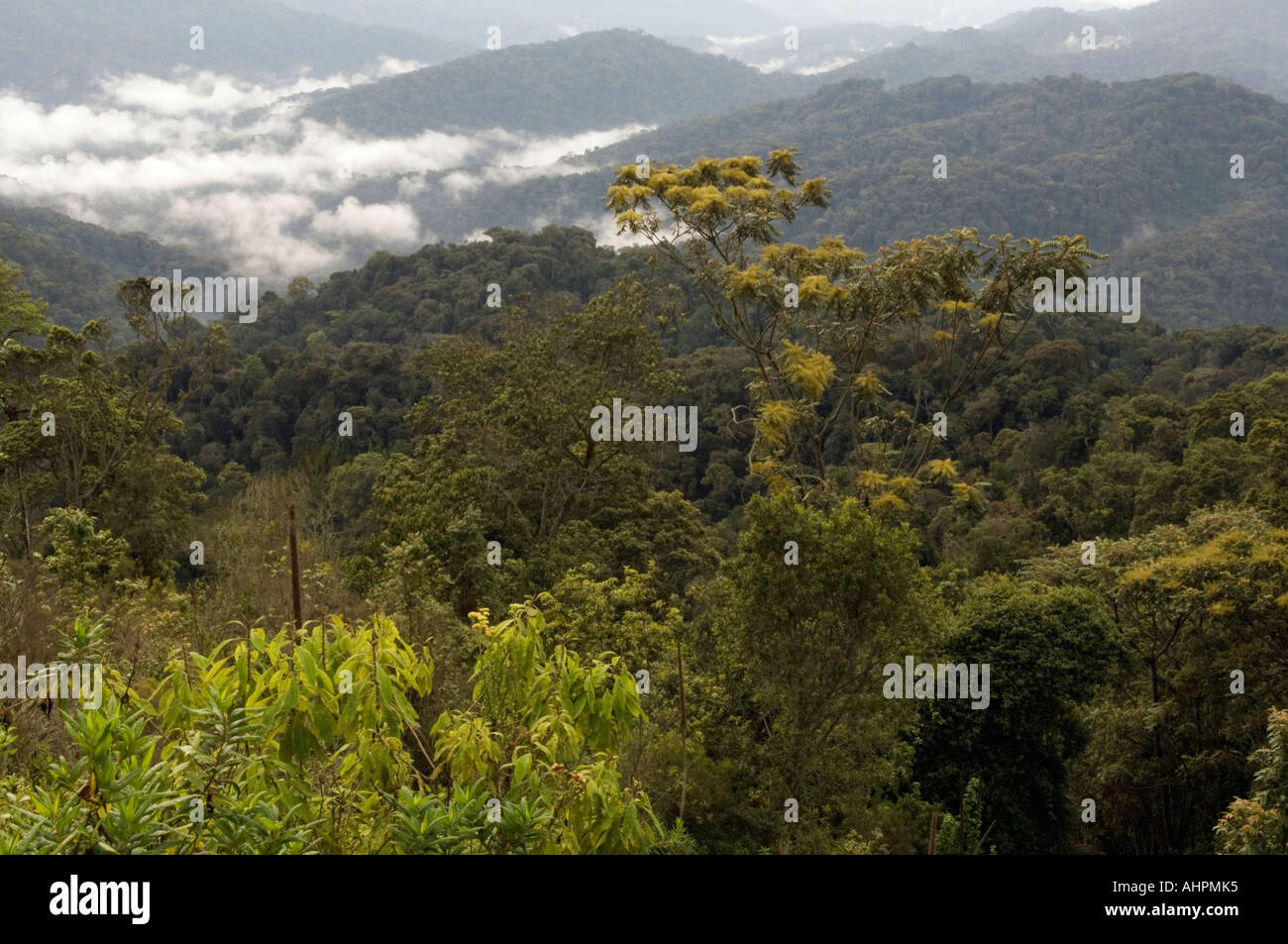 Nyungwe forest reserve is a montane rainforest, Rwanda Stock Photo - Alamy