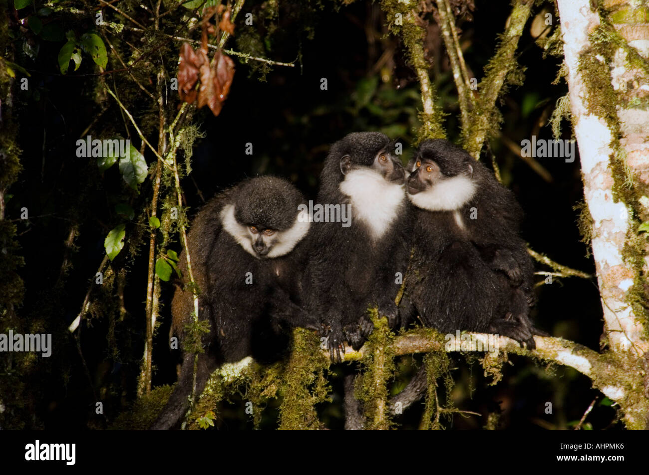 Lhoests Monkey High Resolution Stock Photography and Images - Alamy
