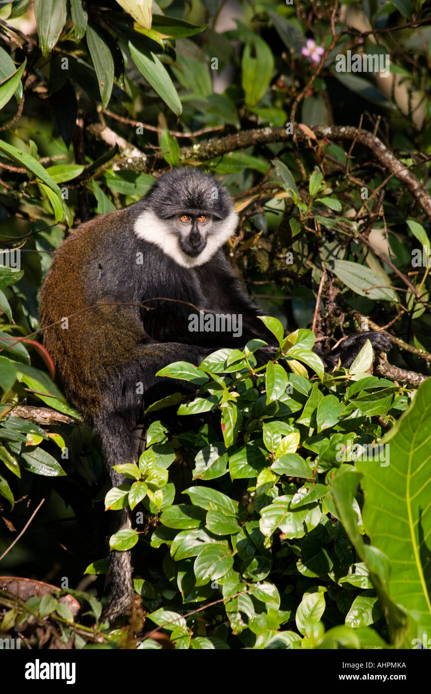 l'Hoest's guenon or l'Hoest's monkey, Cercopithecus l'hoesti, Nyungwe ...