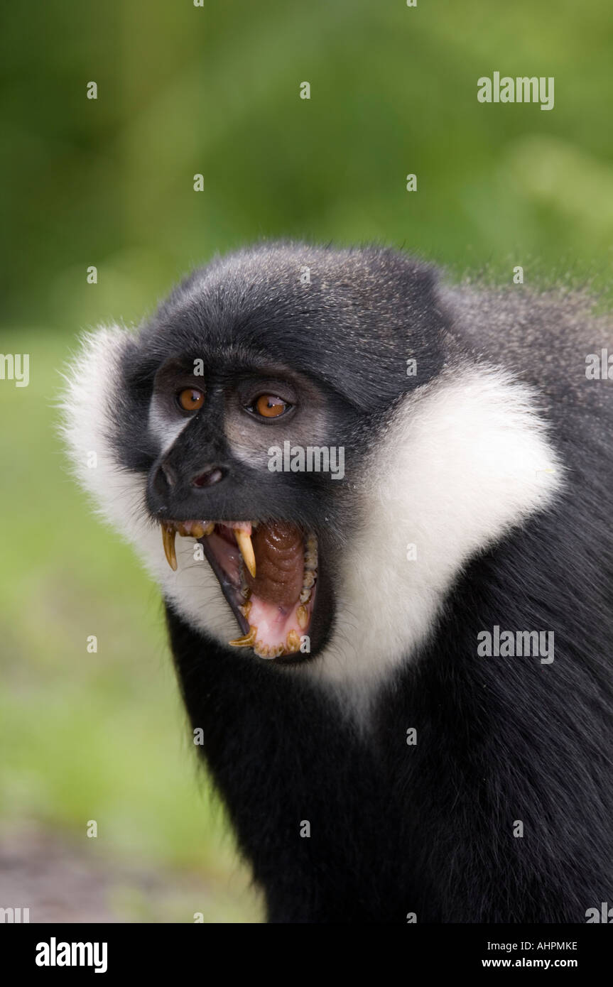 l'Hoest's guenon or l'Hoest's monkey, Cercopithecus l'hoesti, Nyungwe ...