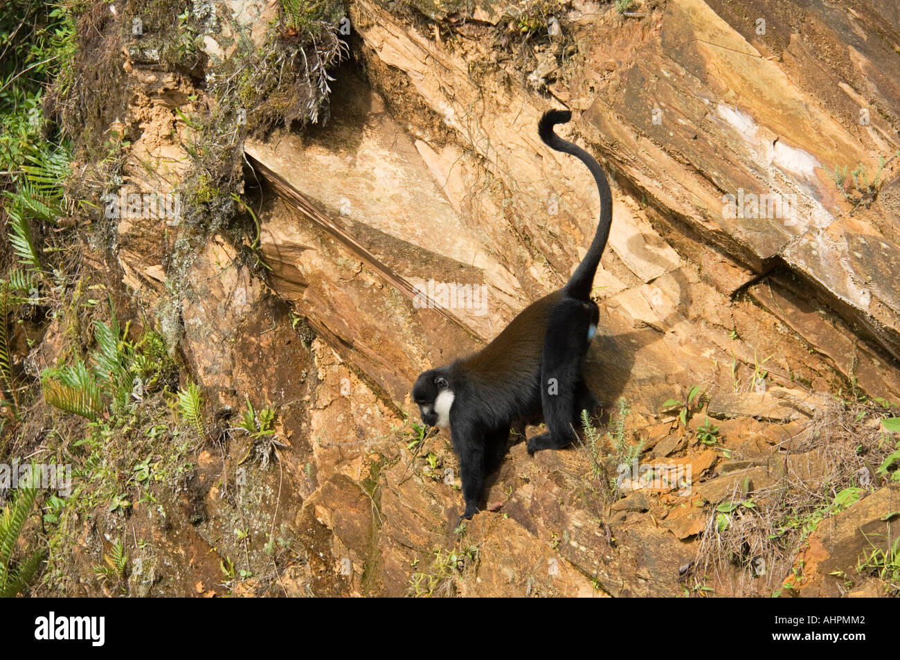 Lhoests Monkey High Resolution Stock Photography and Images - Alamy