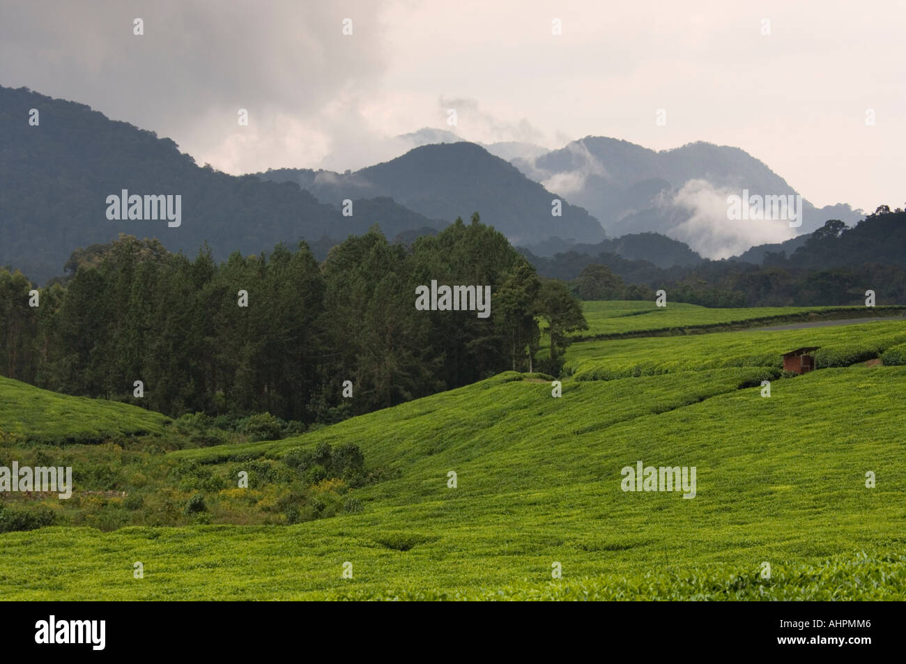 Tea plantations rwanda hi-res stock photography and images - Alamy