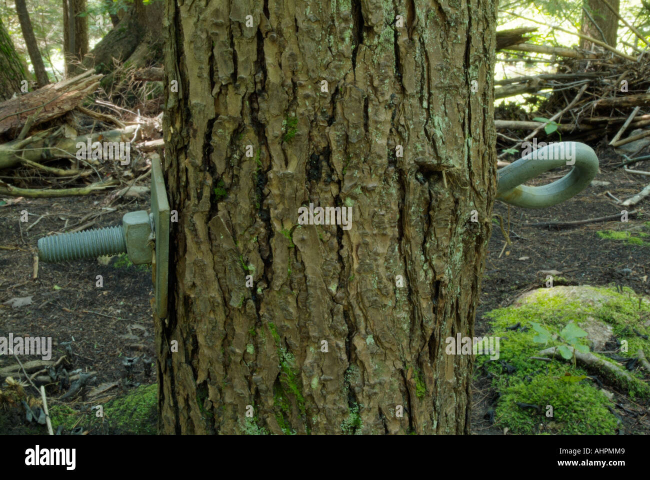A bolt placed in a tree which holds a cable that is attached to wooden ...