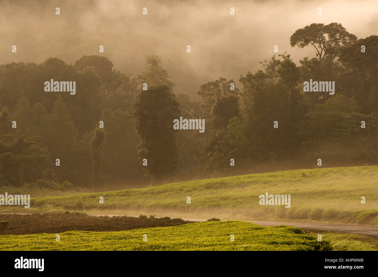 Albertine rift montane forest hi-res stock photography and images - Alamy