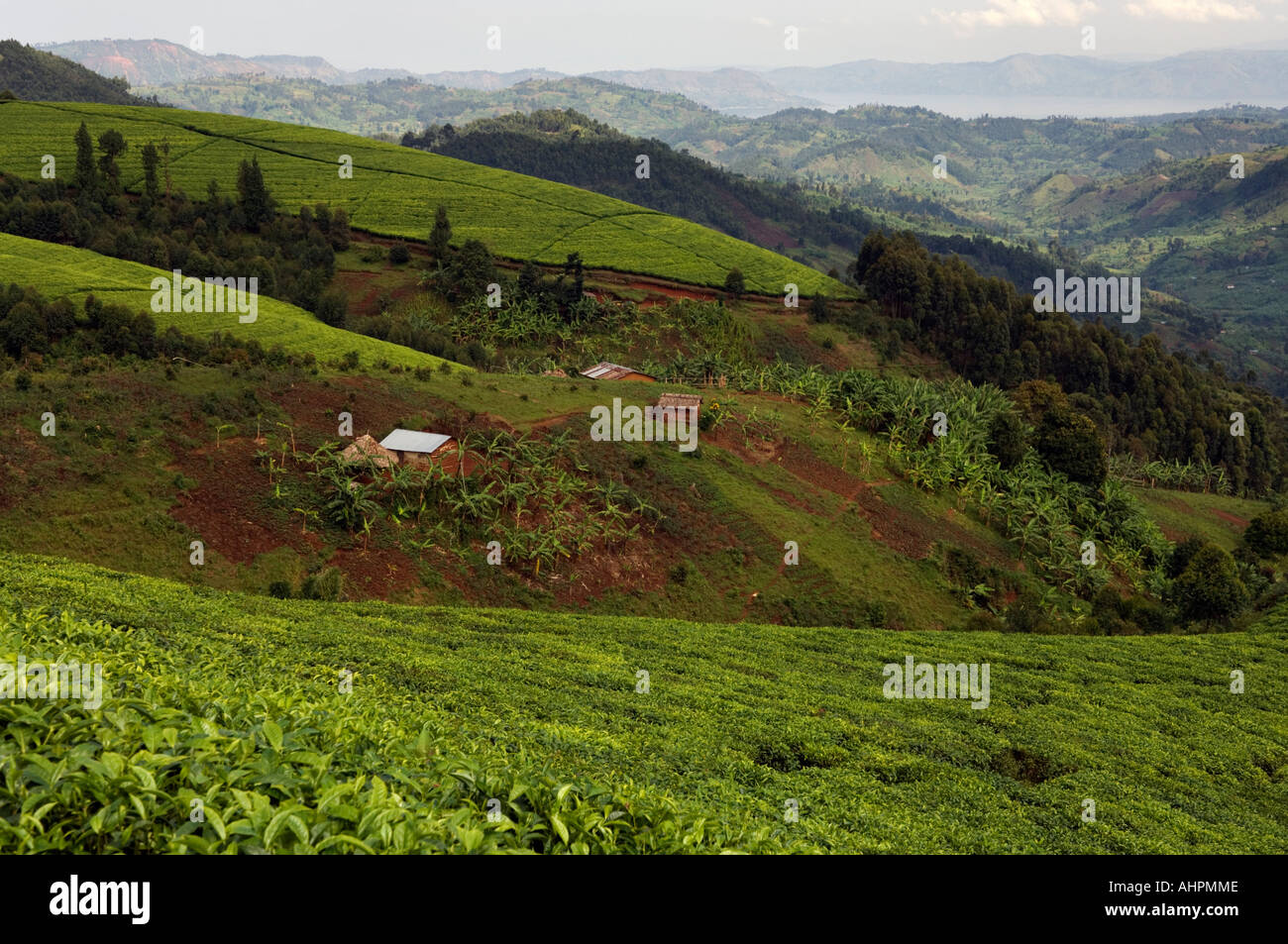 tea plantations fringe Nyungwe forest National Park, Rwanda Stock Photo ...