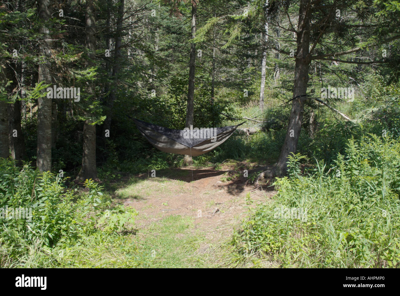 A hammock hanging in between two pine trees Stock Photo - Alamy