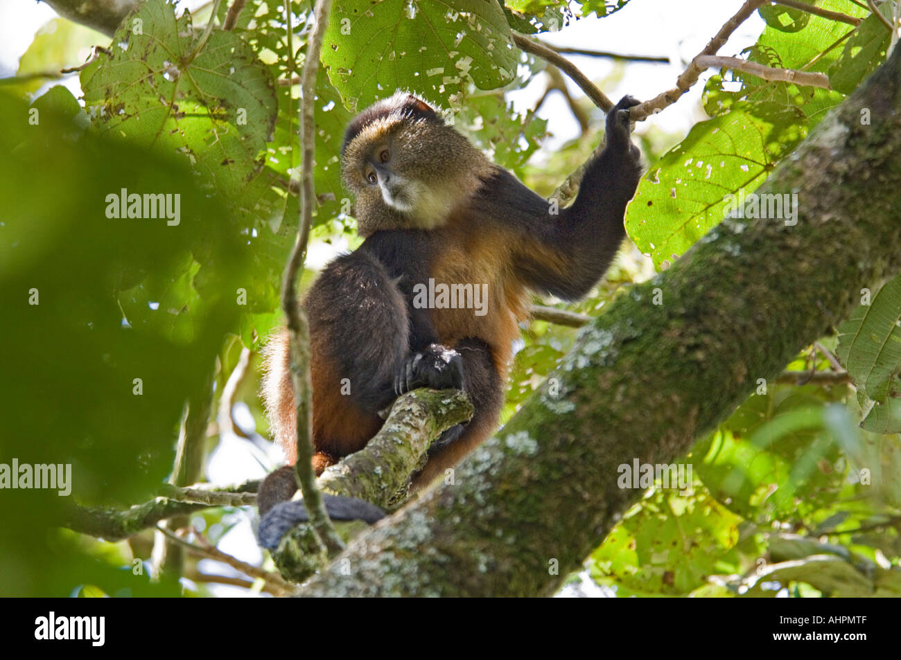 Golden monkey, cercopithecus kandti, Volcanoes National Park, Rwanda ...
