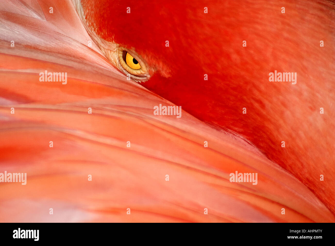 flamingo´s eye on his body Stock Photo - Alamy