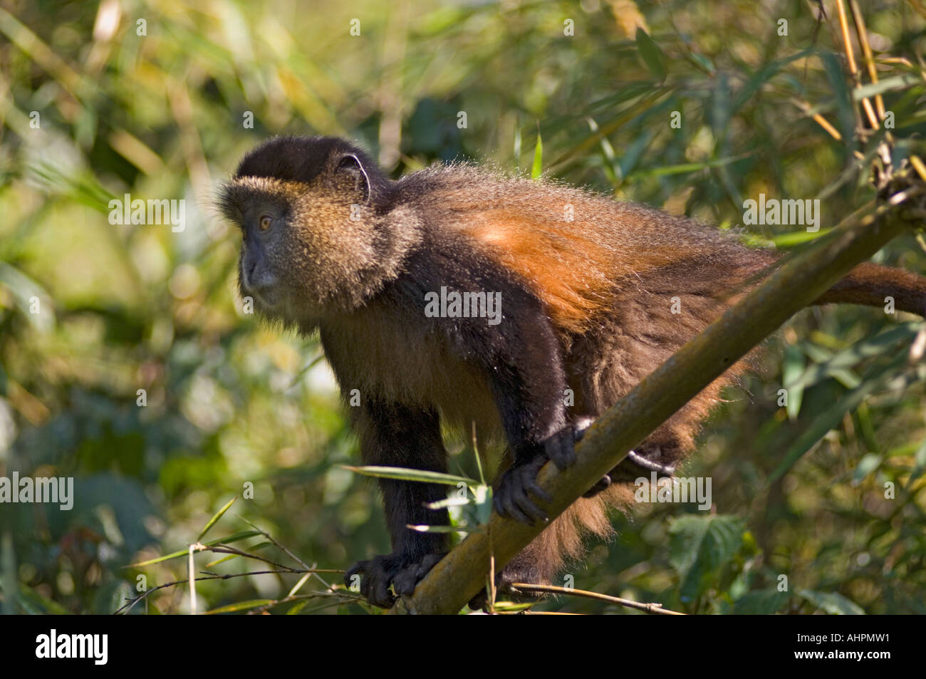 Golden monkey, cercopithecus kandti, Volcanoes National Park, Rwanda ...