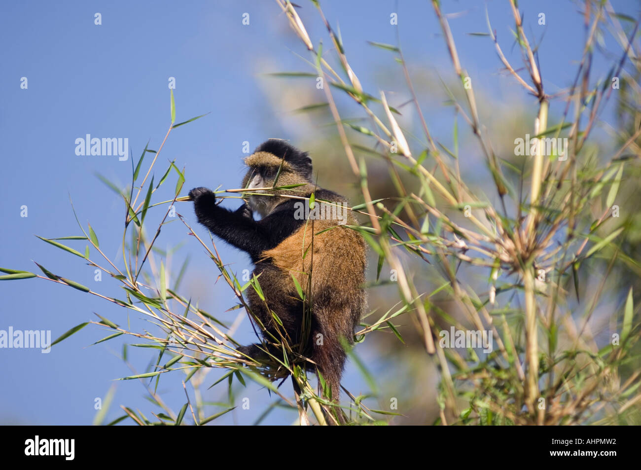 Golden monkey, cercopithecus kandti, Volcanoes National Park, Rwanda ...