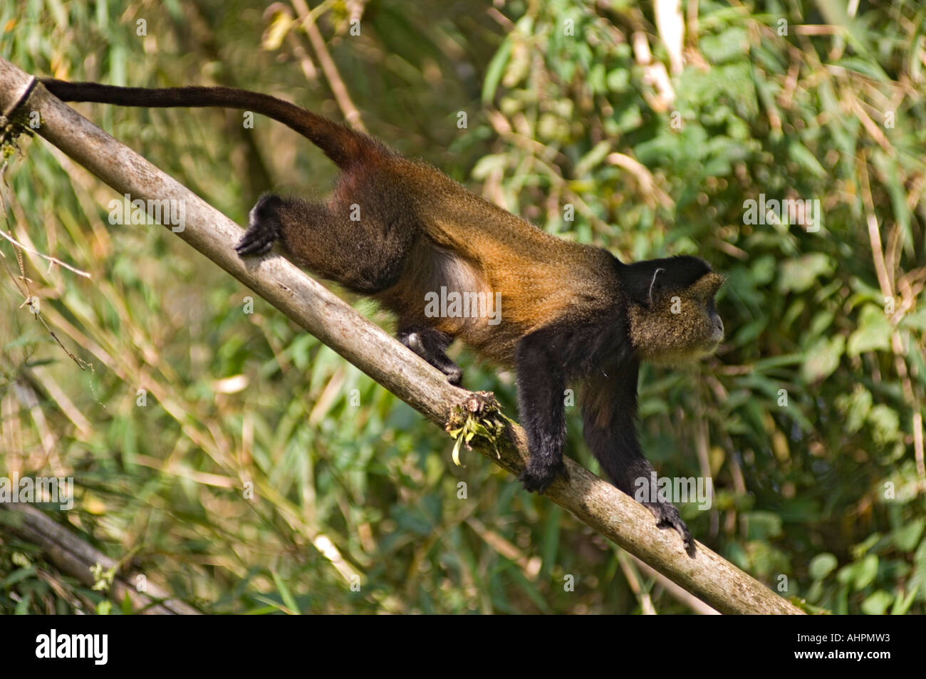 Golden monkey, cercopithecus kandti, Volcanoes National Park, Rwanda ...