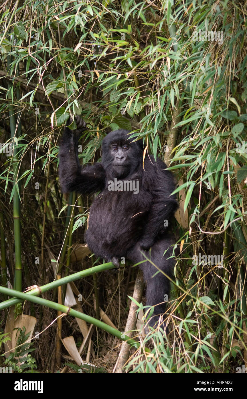 Young Mountain gorilla, gorilla gorilla berengei, Volcanoes National ...