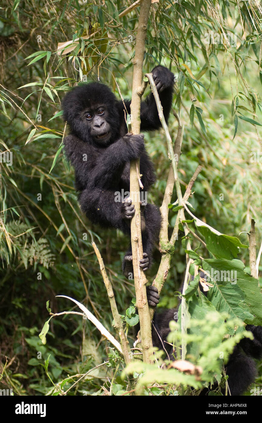 Young Mountain gorilla, gorilla gorilla berengei, Volcanoes National ...