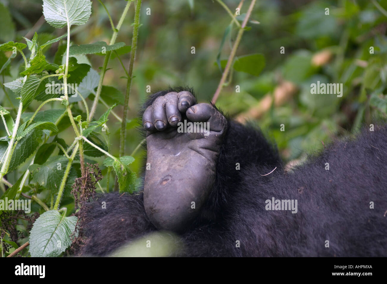Monkey foot hi-res stock photography and images - Alamy