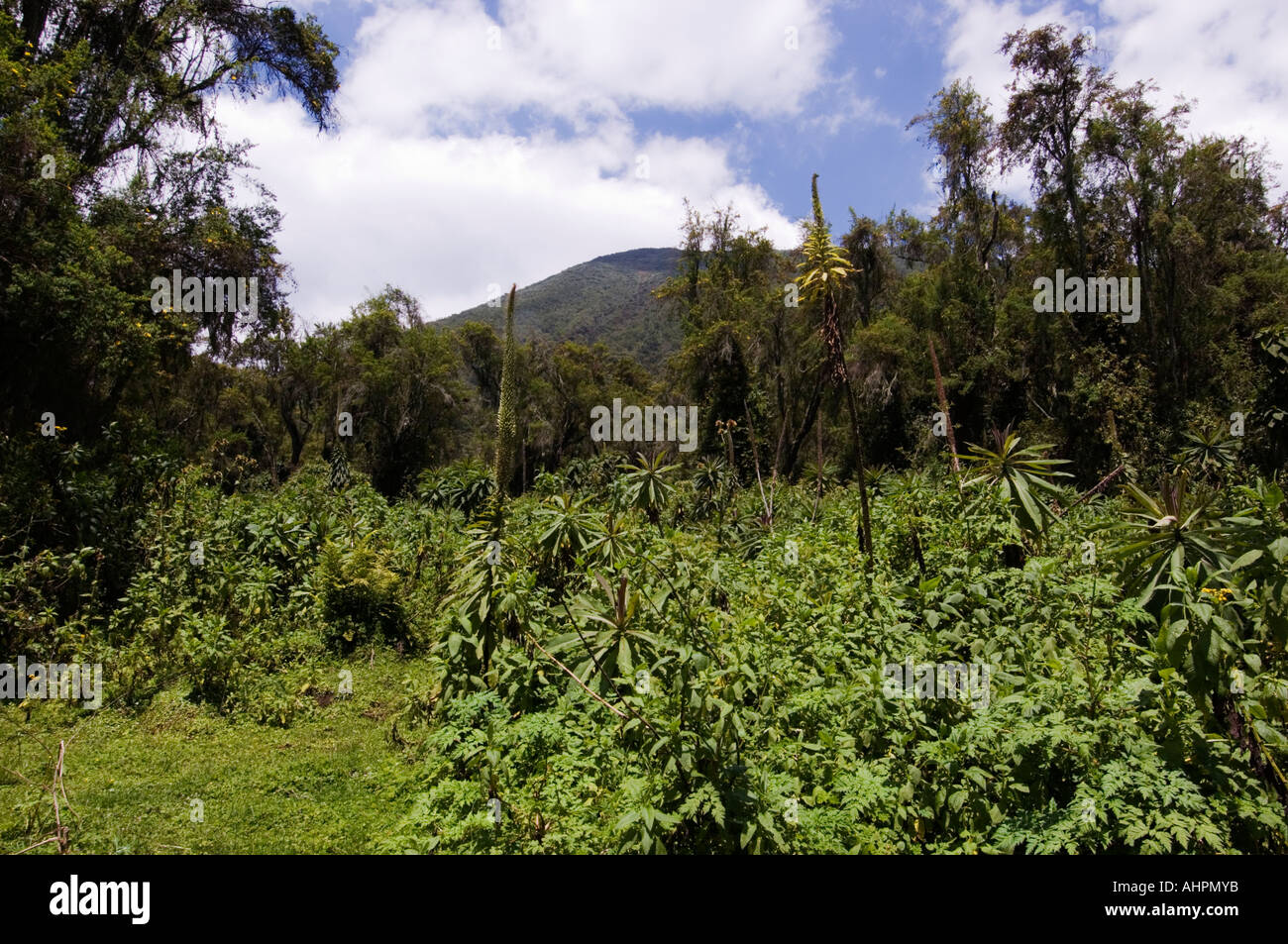 Lush vegetation, Volcanoes National Park, Rwanda Stock Photo - Alamy