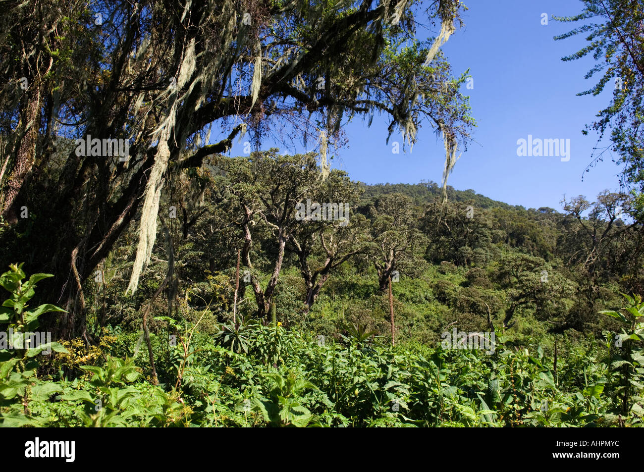 Lush vegetation, Volcanoes National Park, Rwanda Stock Photo - Alamy