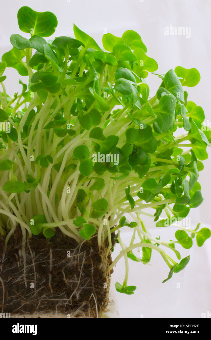 Still life of cress in soil Stock Photo - Alamy