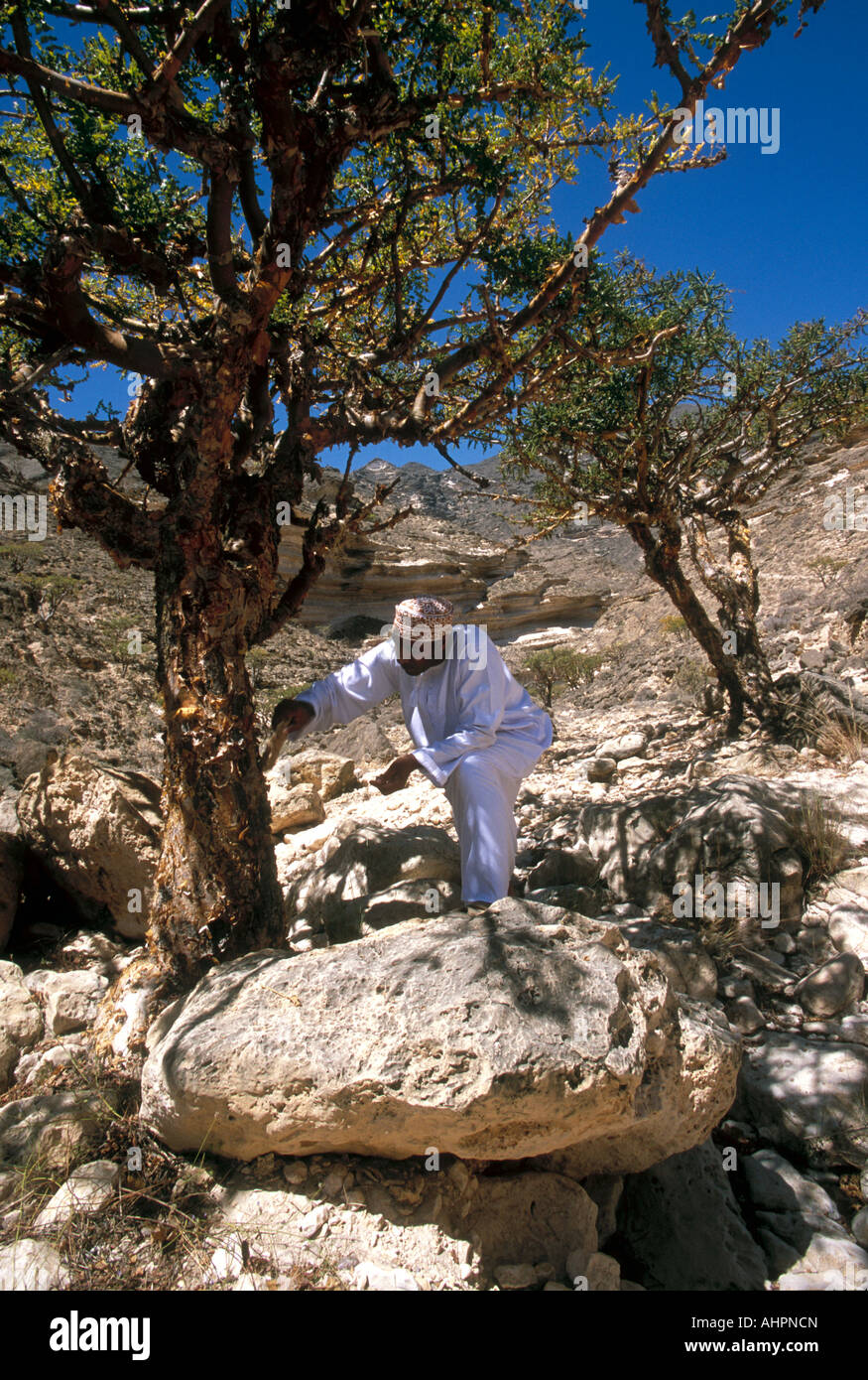 Frankincense High Resolution Stock Photography and Images - Alamy