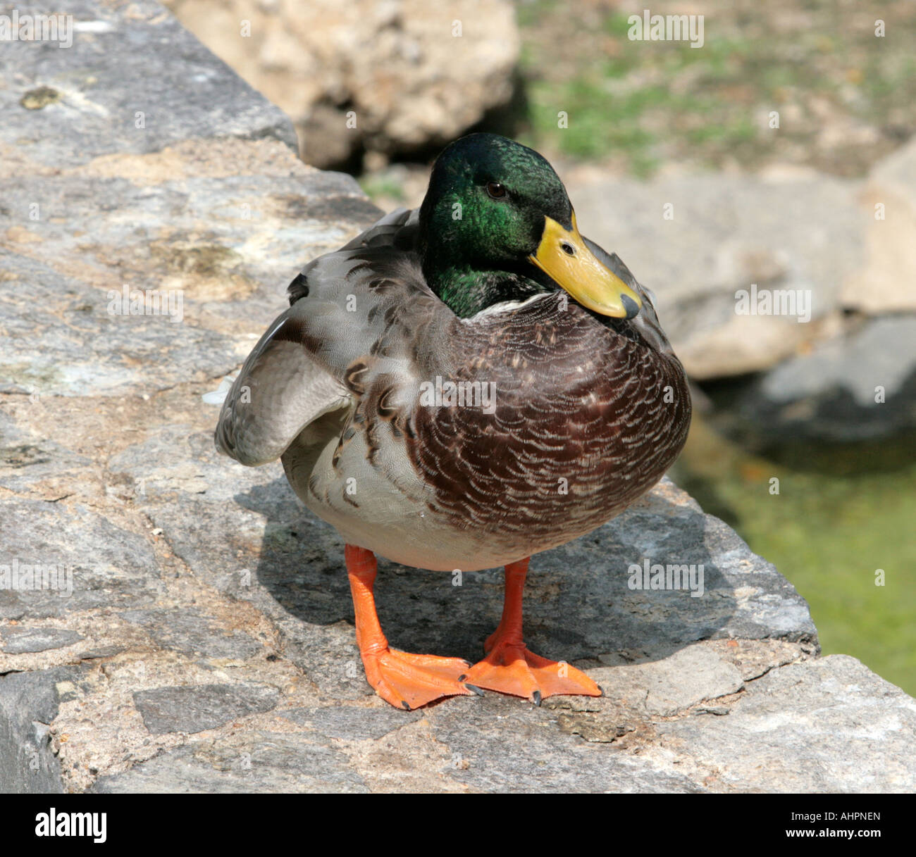 Mallard sitting hi-res stock photography and images - Alamy