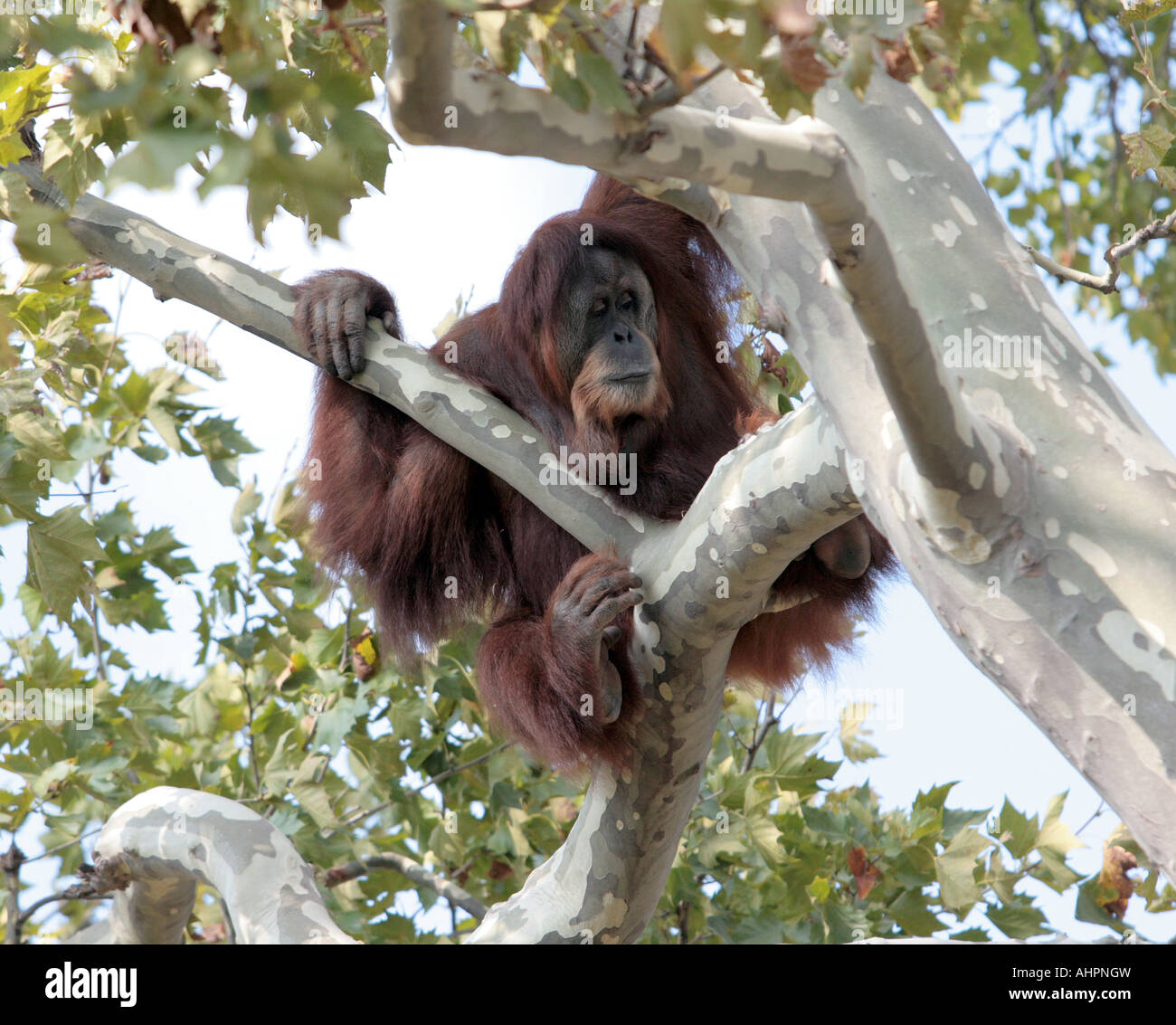 An Orangutan in a tree Stock Photo - Alamy