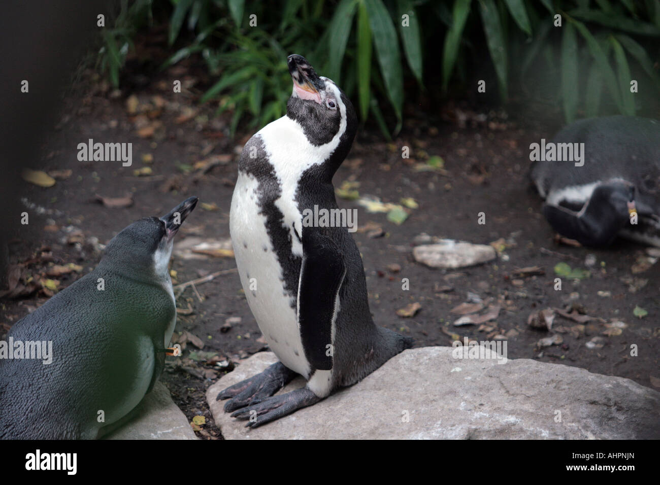 A Penguin basking on a rock Stock Photo - Alamy