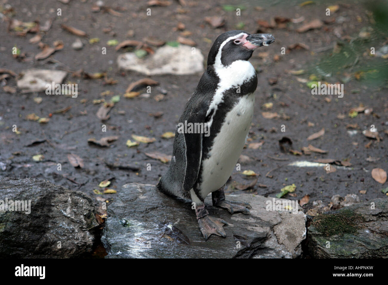 A Penguin basking on a rock Stock Photo - Alamy