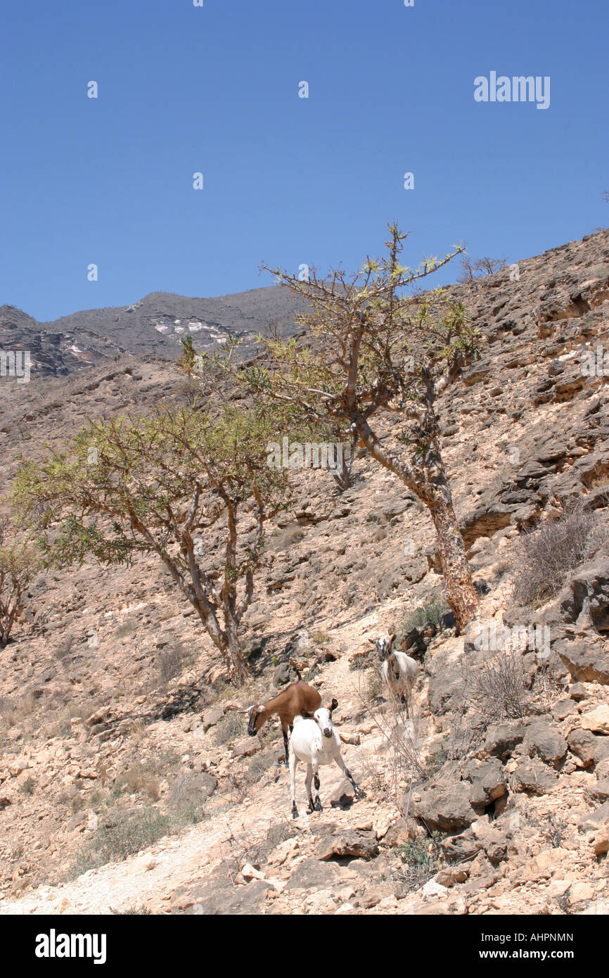 How to gather tree resin hi-res stock photography and images - Alamy