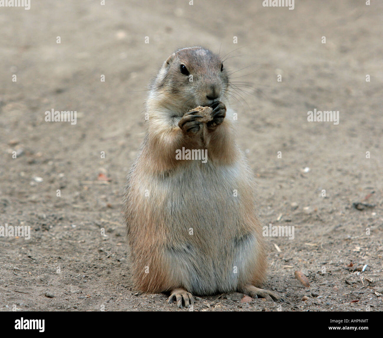 A USA southwestern Prairie Dog Stock Photo - Alamy