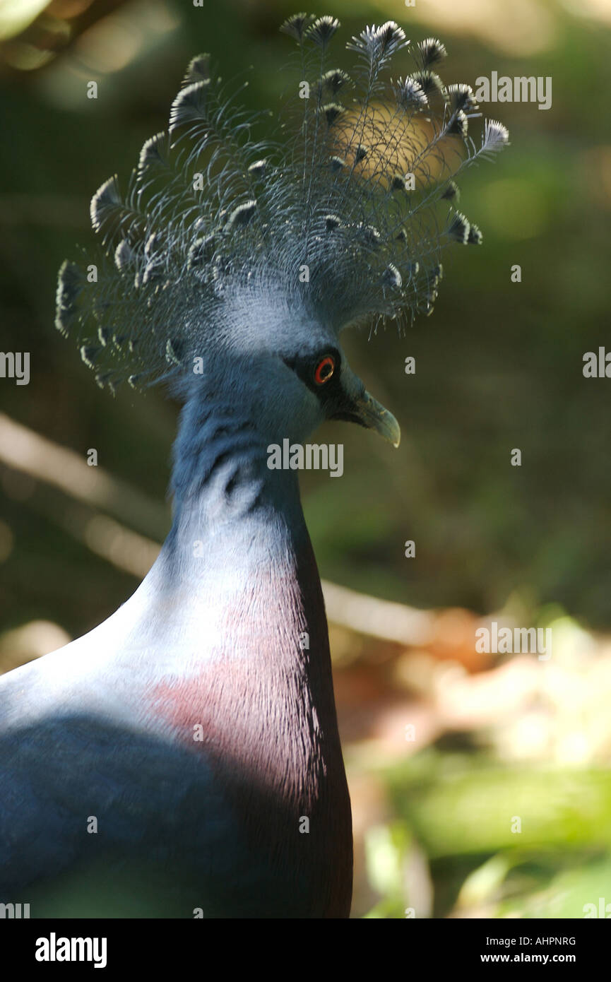 Victoria Crowned Pigeon Stock Photo - Alamy