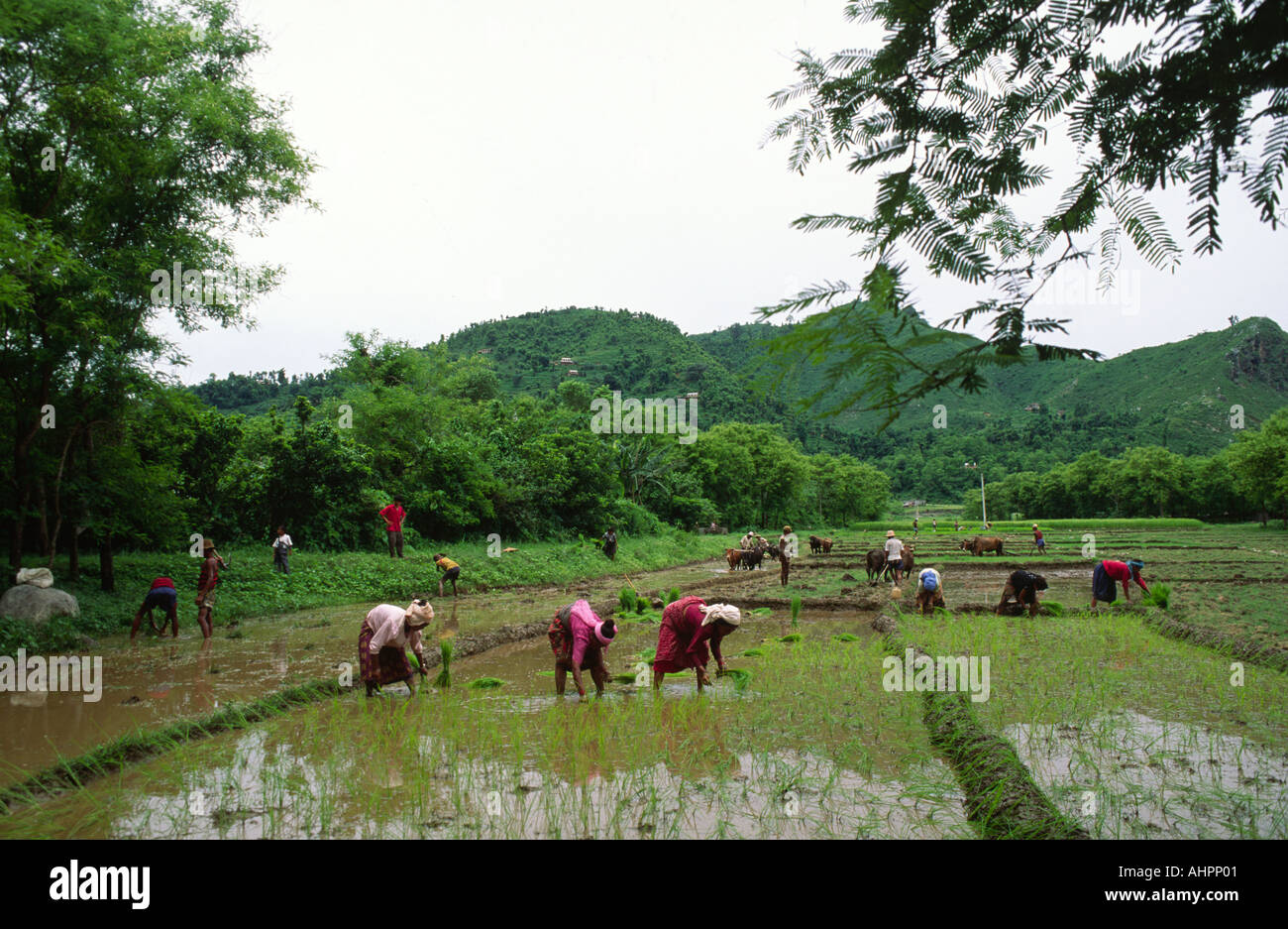 Transplanting of rice seedling hi-res stock photography and images - Alamy