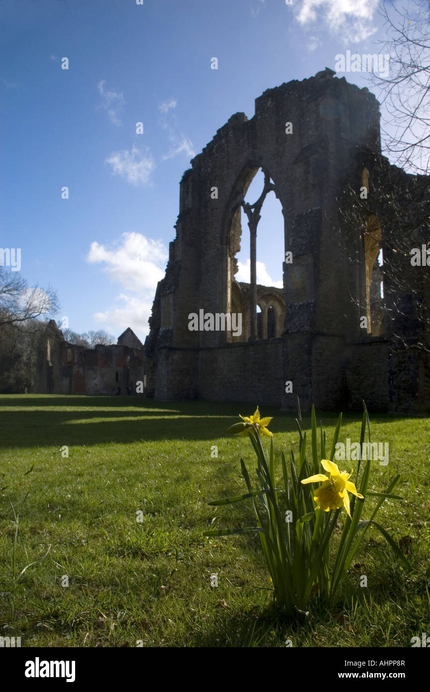 Spring Daffodils at Netley Abbey Hampshire England UK Stock Photo - Alamy