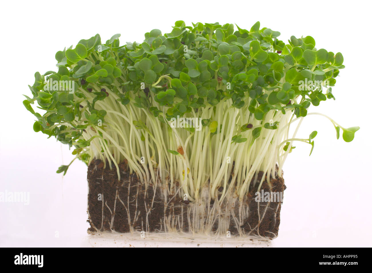 Still life of cress in soil Stock Photo - Alamy