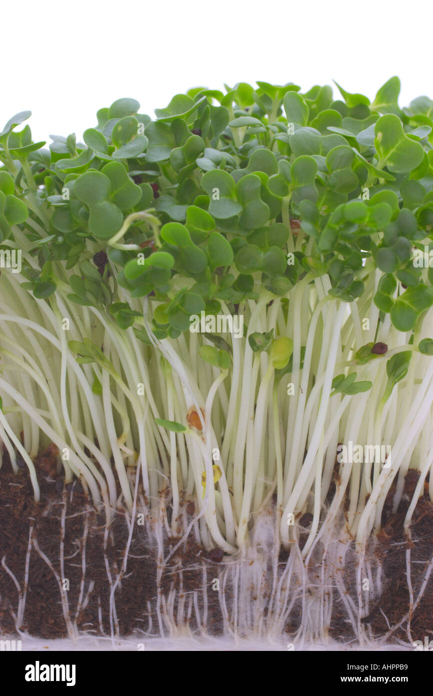 Still life of cress in soil Stock Photo - Alamy