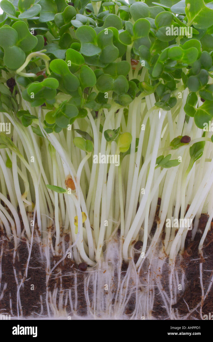 Cress soil hi-res stock photography and images - Alamy