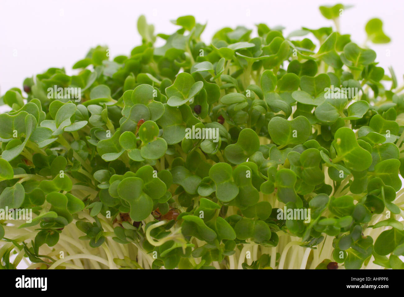 Still life of cress Stock Photo - Alamy