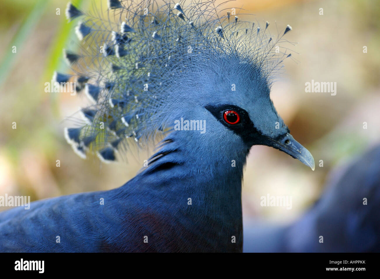Victoria Crowned Pigeon Stock Photo - Alamy