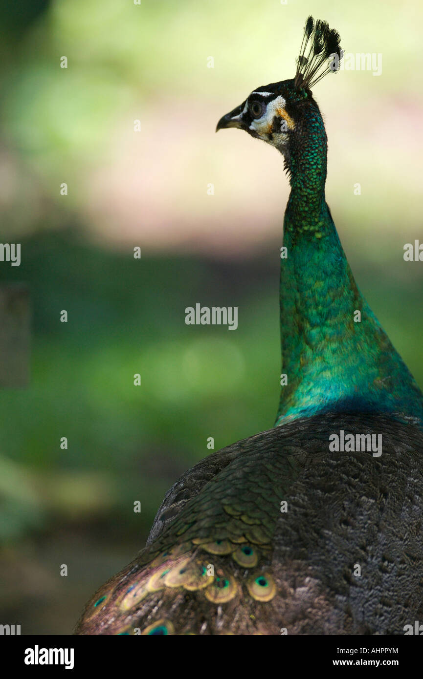 Indian Blue Peacock Stock Photo - Alamy