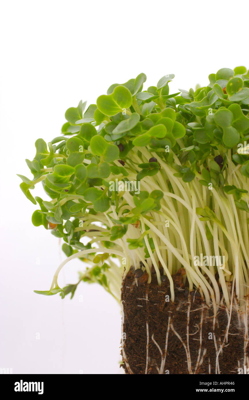 Cress soil hi-res stock photography and images - Alamy