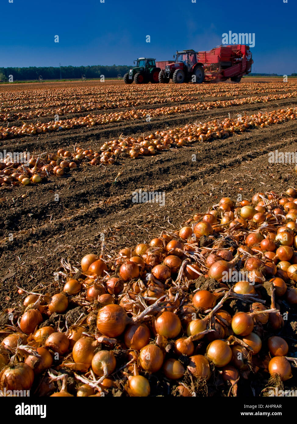 Lifting onion hi-res stock photography and images - Alamy