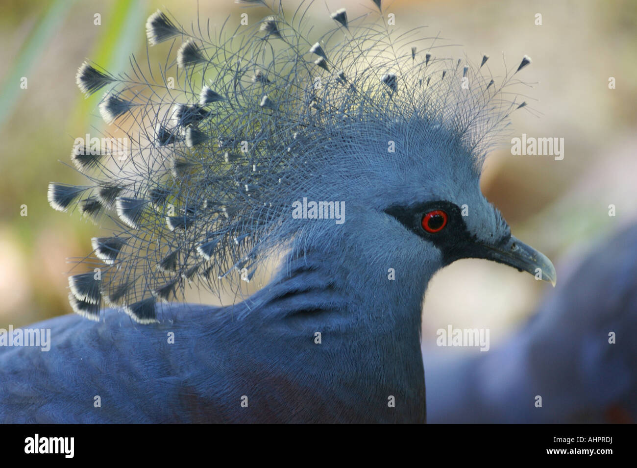 Victoria Crowned Pigeon Stock Photo - Alamy