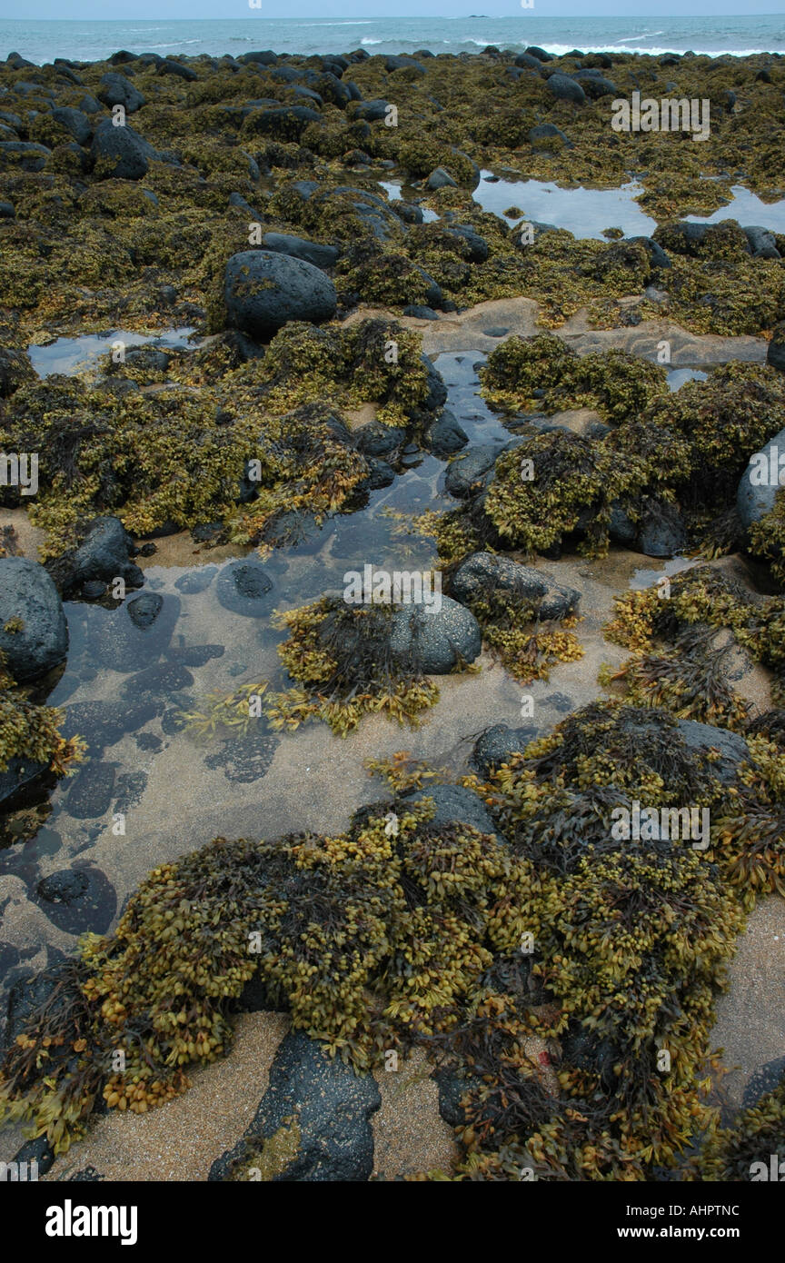 Seaweed and rock pools on the shore, Iceland, Europe Stock Photo - Alamy
