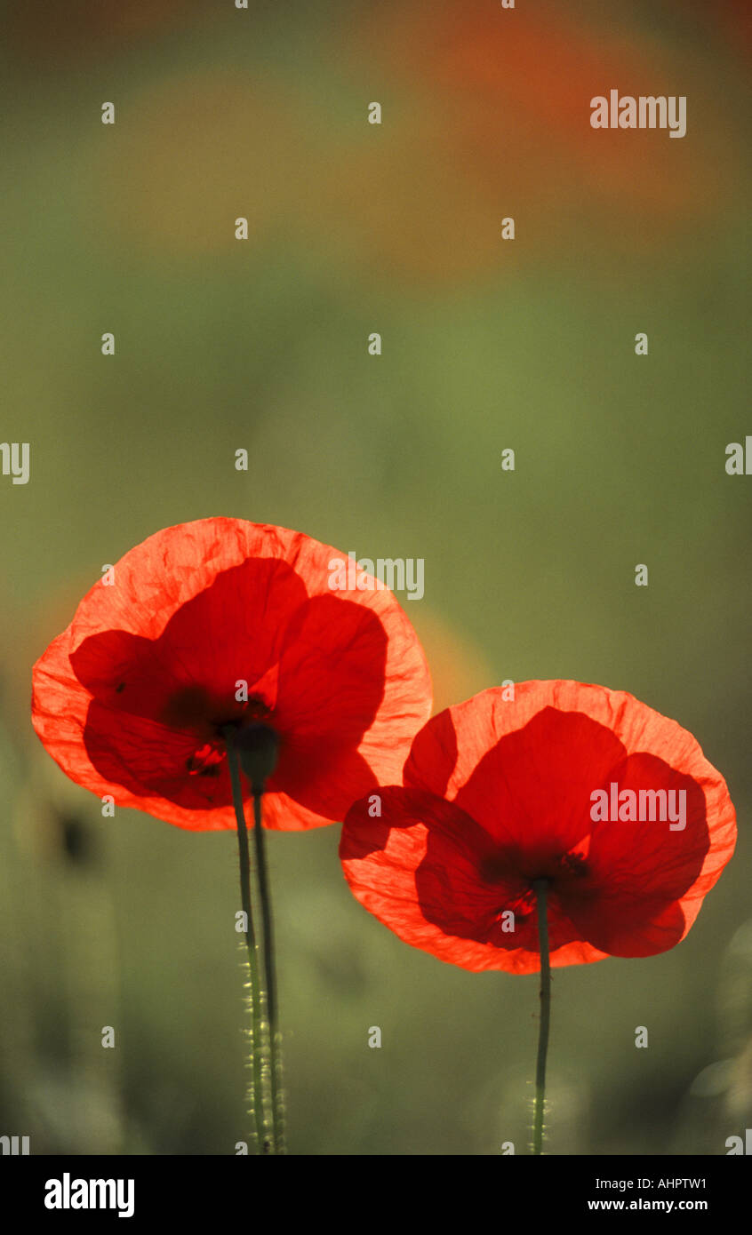 Two red poppies cotswolds hi-res stock photography and images - Alamy