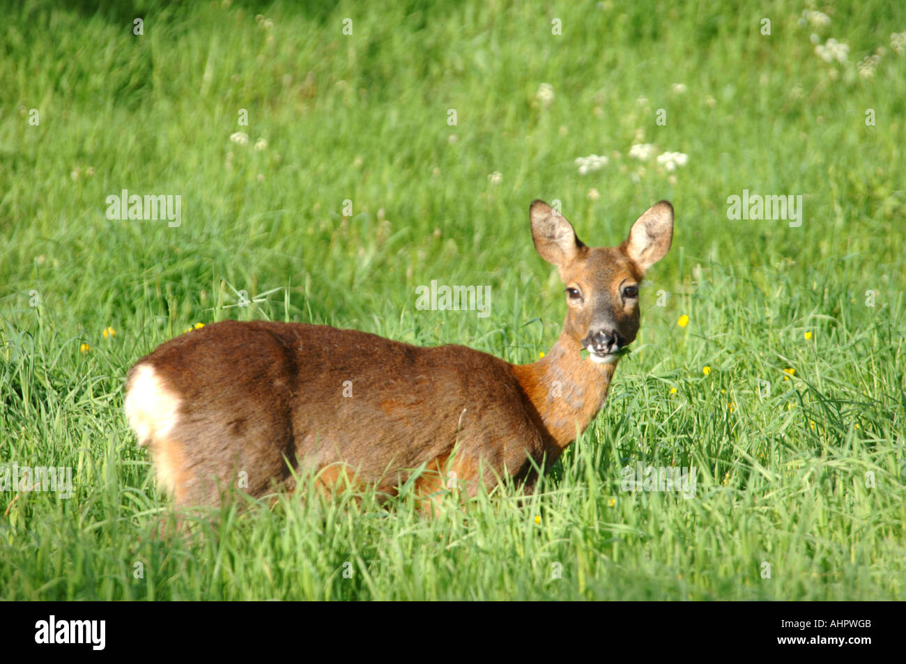 Roe Deer Female (Capreolus capreolus Stock Photo - Alamy