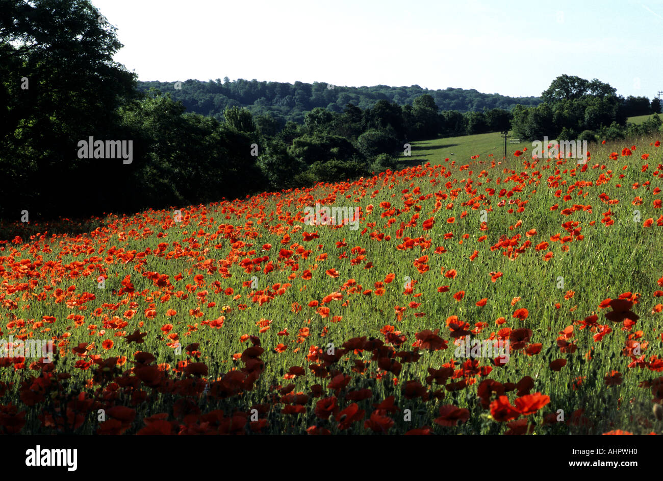 Field of red poppies in the Cotswolds, Gloucestershire, England, UK ...