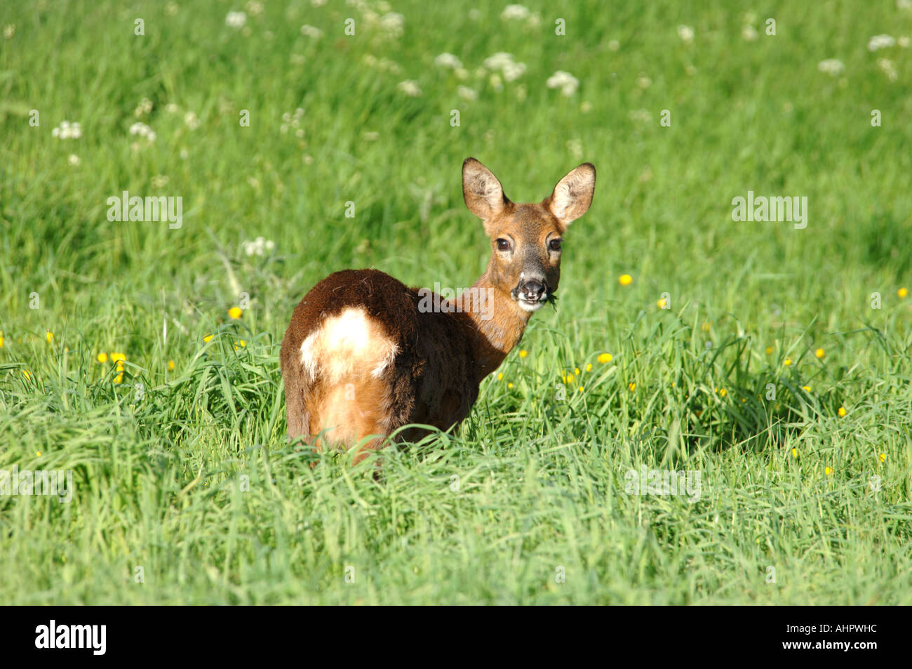 Roe Deer Female (Capreolus capreolus Stock Photo - Alamy