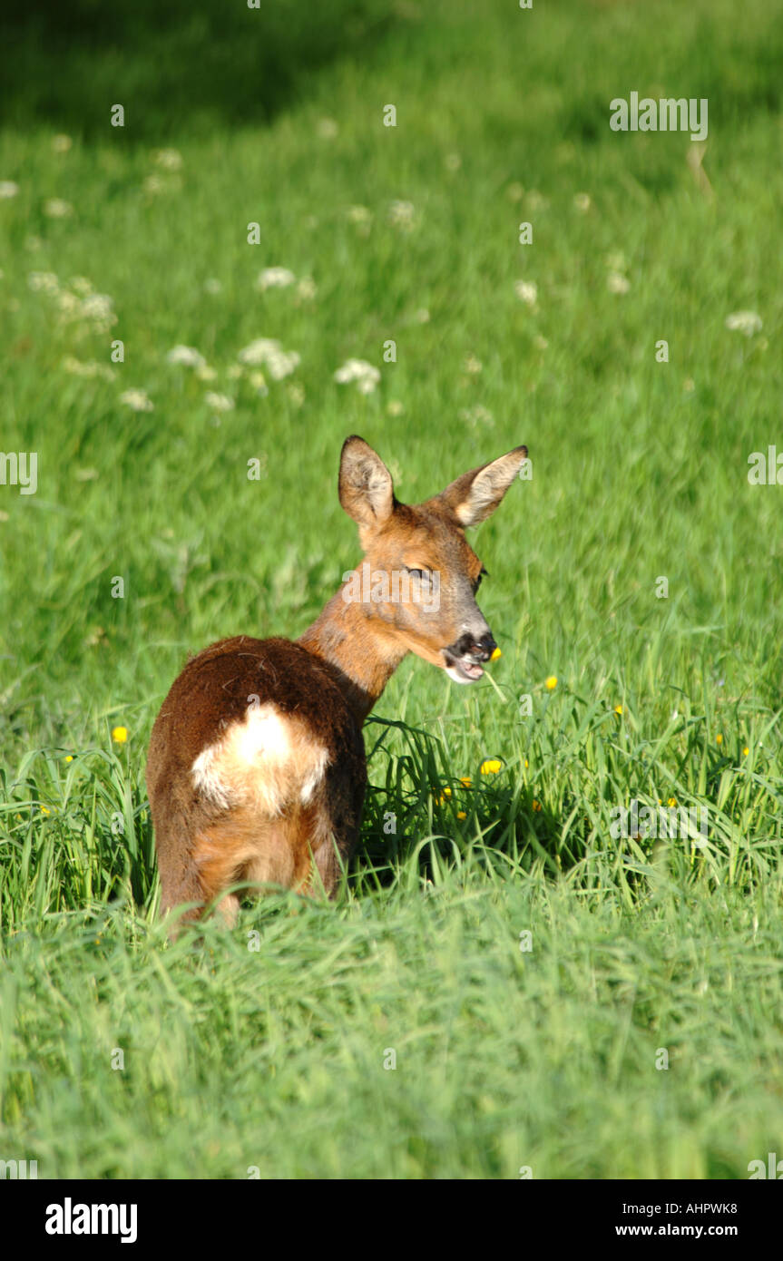 Roe Deer Female (Capreolus capreolus Stock Photo - Alamy