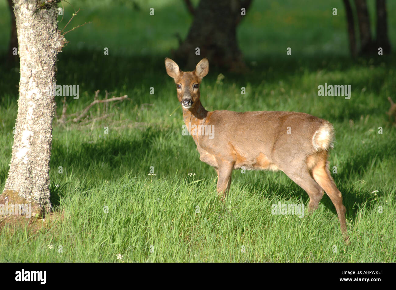 Roe deer female fawn uk hi-res stock photography and images - Alamy