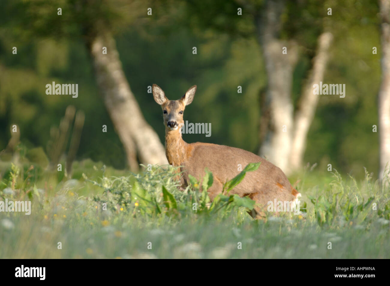 Roe Deer Female (Capreolus capreolus Stock Photo - Alamy