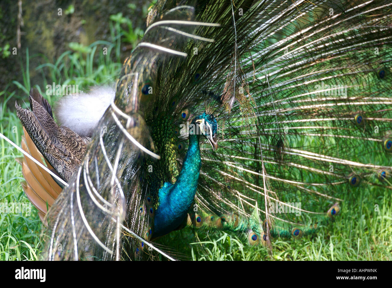 Indian Blue Peacock Stock Photo - Alamy