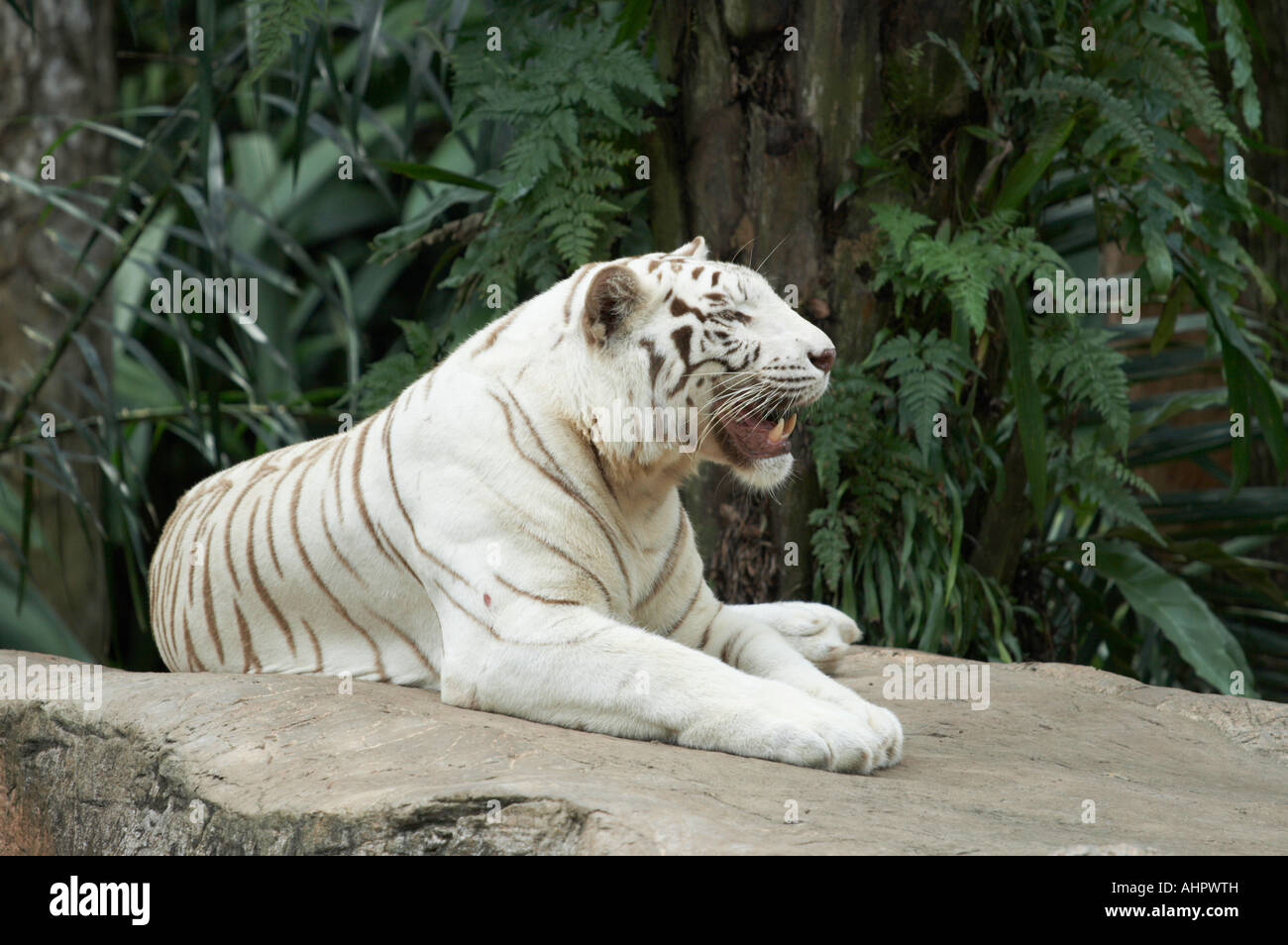 White Tiger in Singapore Zoo Stock Photo - Alamy